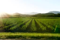 Buying Property with Nutrien Harcourts