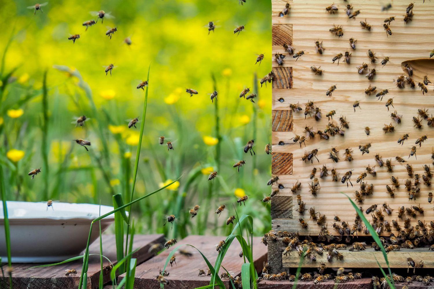 Creating a Buzz: How to welcome bees into your garden | Harcourts Home ...