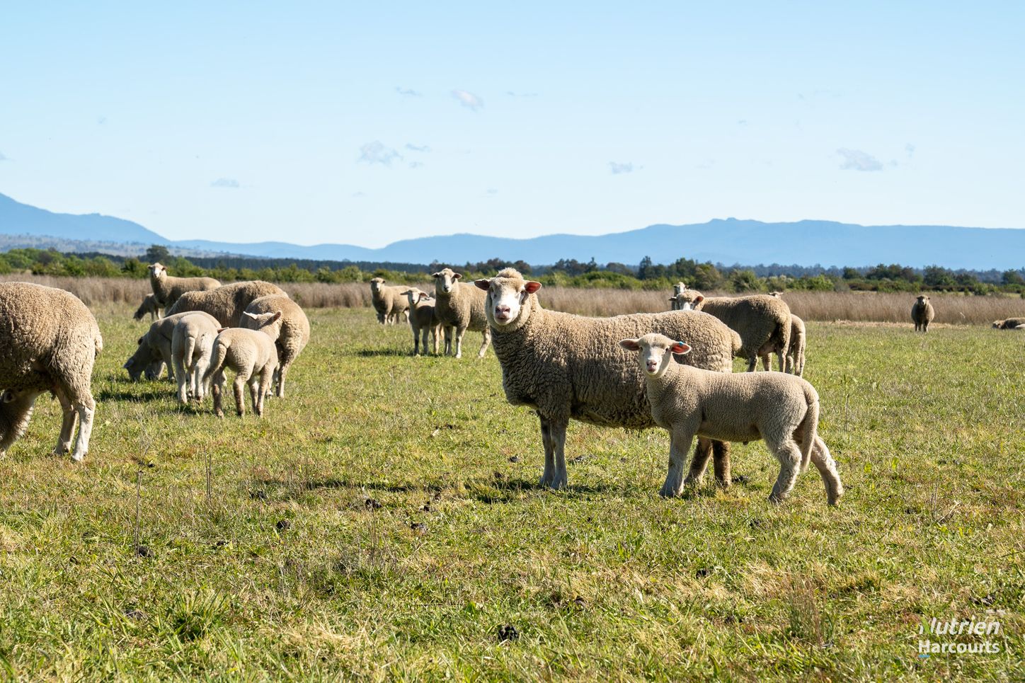 Sheep and Goat eID Device Rebate Is Open For producers in Tasmania ...