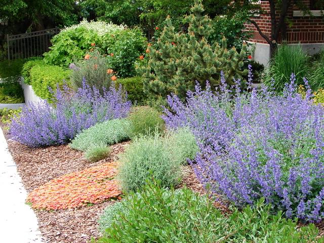 How to design a lawn-free landscape | Resources | Harcourts Australia