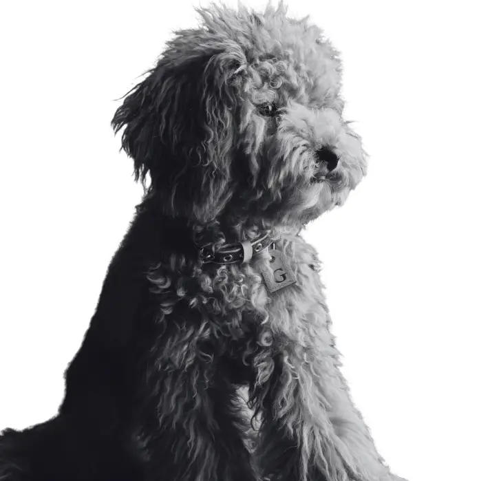 Harcourts Prestige People and Agents - Get in Touch